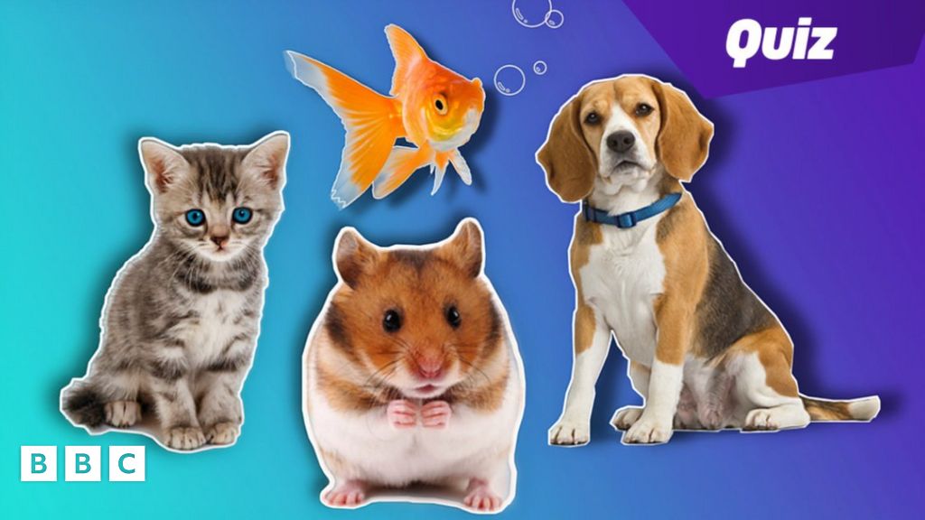 Love Your Pet Day: How much do you know about popular pets? - BBC Newsround