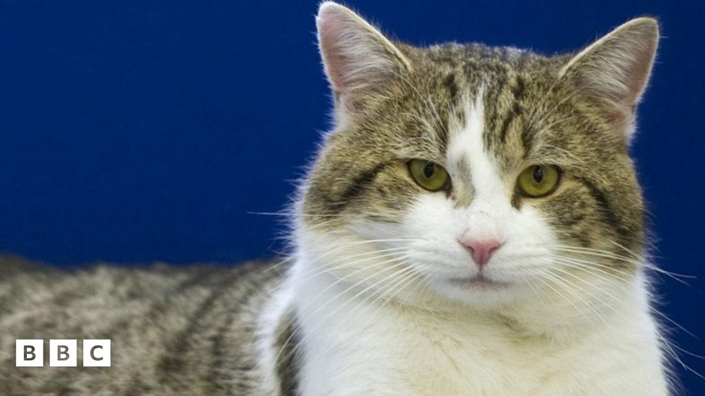 Larry the cat celebrates 10 years at Downing Street - BBC Newsround