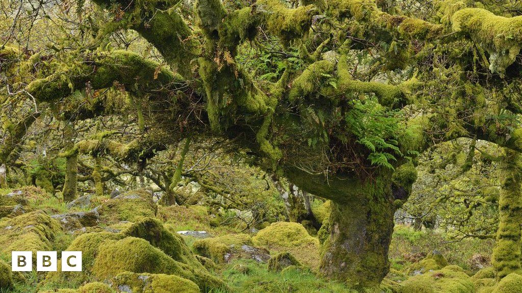 Environment: Government announces plans to bring back UK rainforest ...