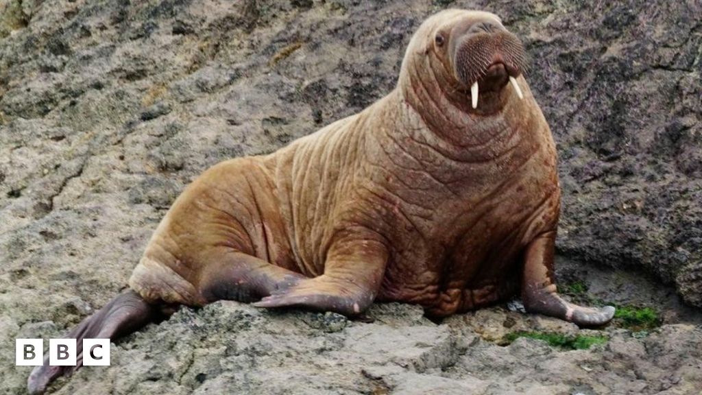 A walrus has made its way to Wales, days after one was found near ...