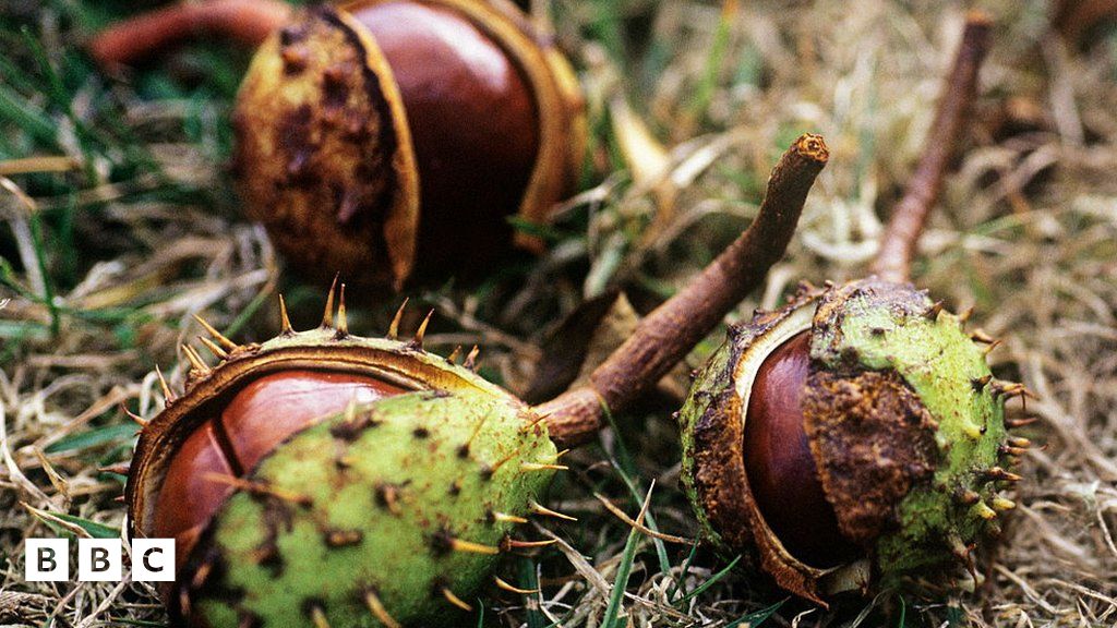 Are we running out of conkers? - BBC Newsround