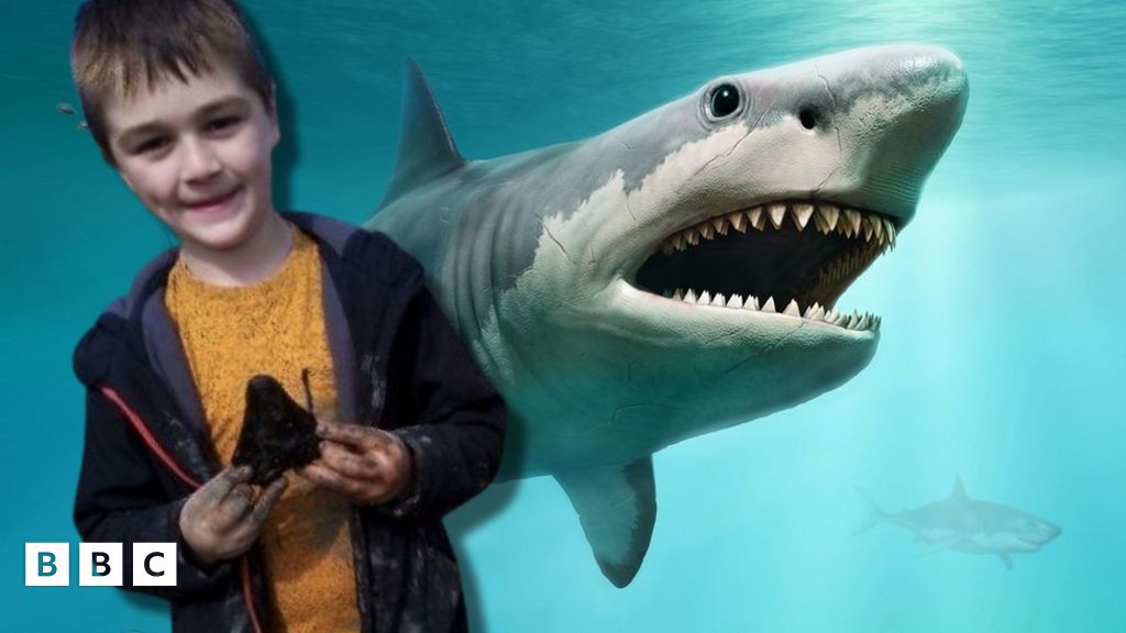 Six-year-old boy finds giant megalodon tooth on Bawdsey beach - BBC ...
