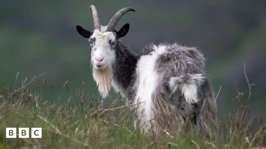 Ancient Cheviot goat added to rare breeds list - BBC Newsround