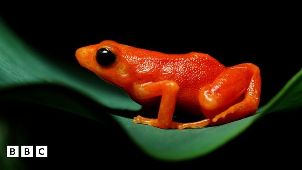 Scientists discover the origins of the world's first redheads - BBC ...