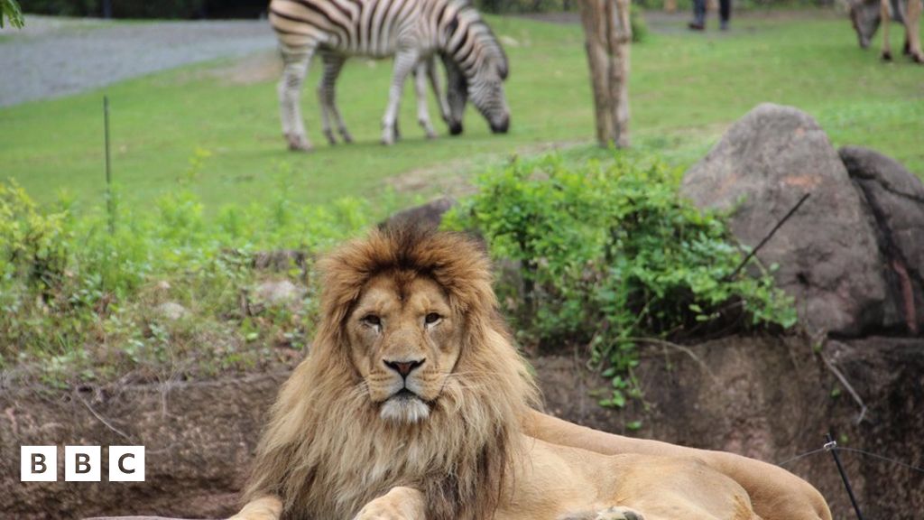 Animals can be detected from DNA in the air - BBC Newsround