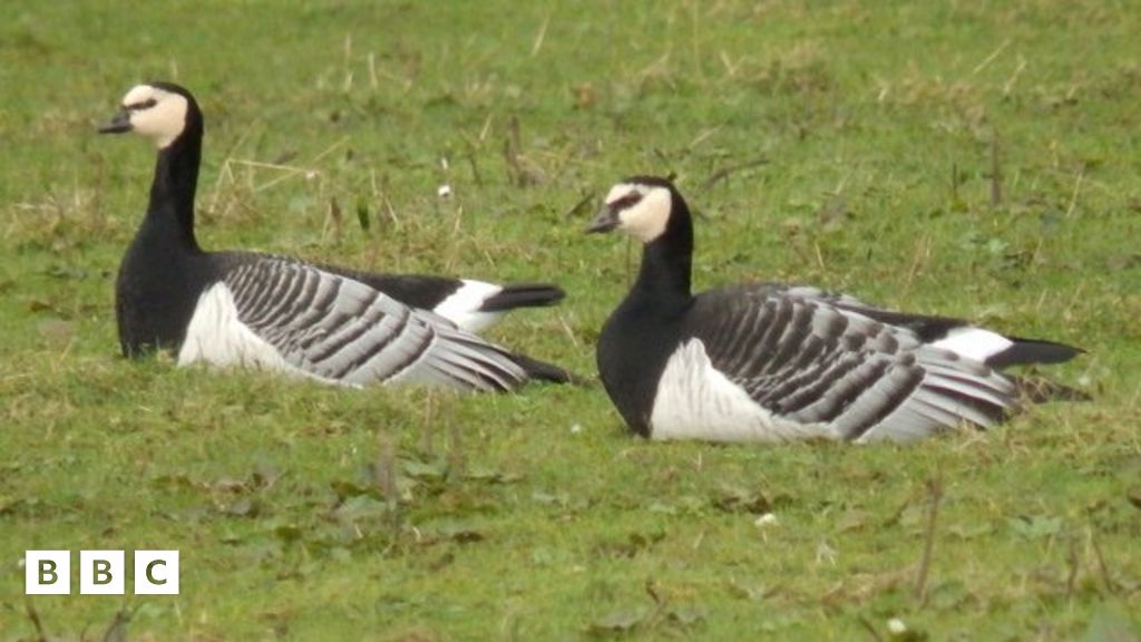 Sgeama fuadach chathan an Uibhist a Tuath - Naidheachdan a' BhBC