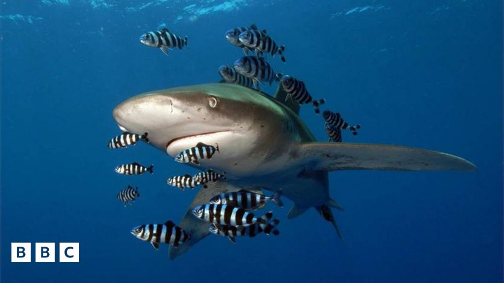 Shark species is close to extinction says WWF - BBC Newsround