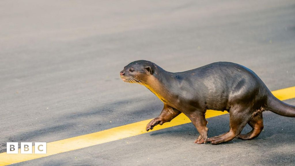 UK wildlife: Plans to help otters safety cross West Sussex roads - BBC ...
