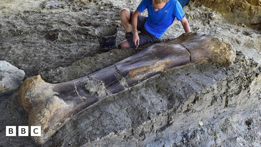 Dinosaur bone found in France: Huge Sauropod femur discovered - BBC ...