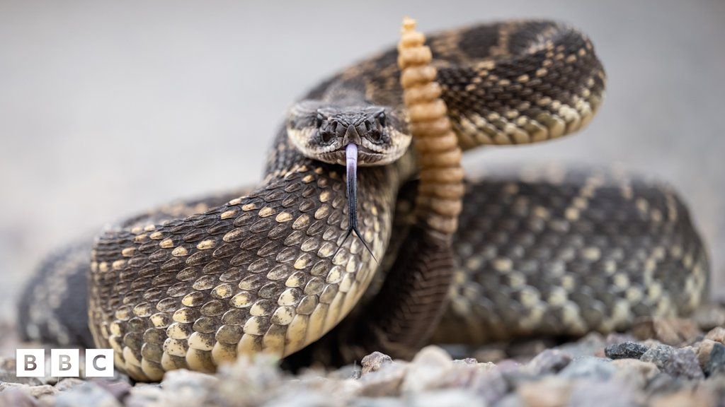 Rattlesnakes enjoy a group hug according to US study - BBC Newsround