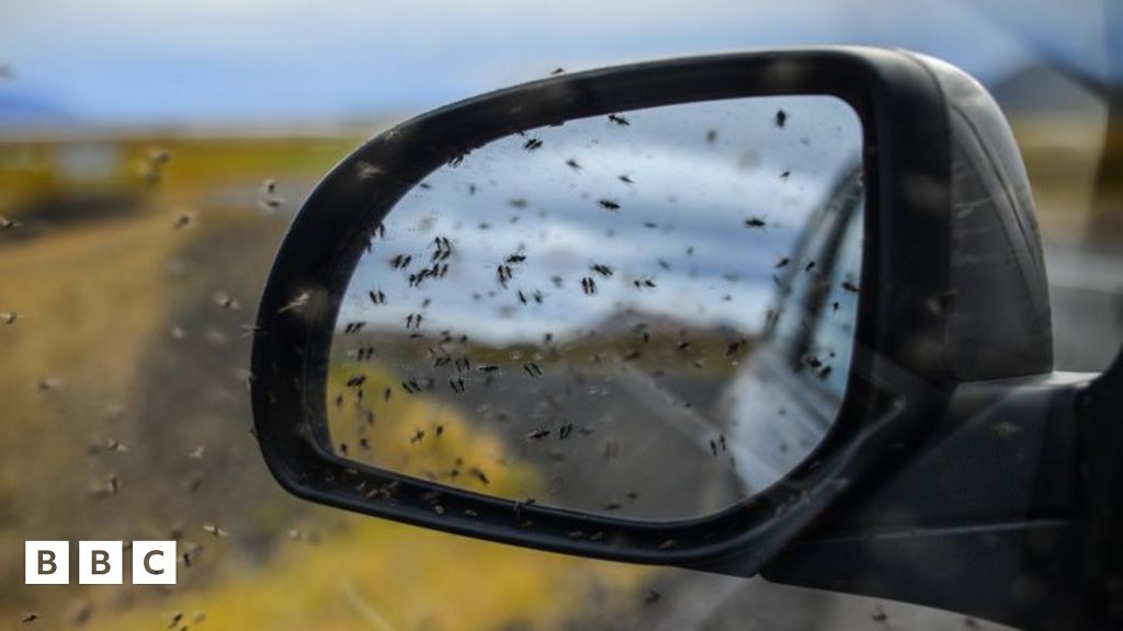 Midge count: Experts say recent weather could lead to more insects ...