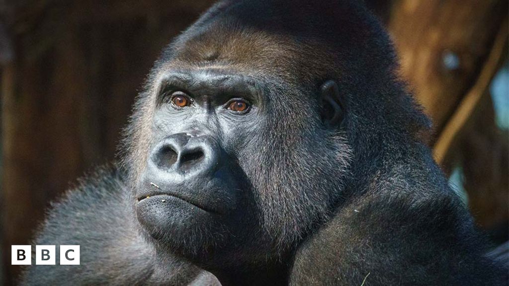 Kiburi the gorilla gets a new home at London Zoo - BBC Newsround