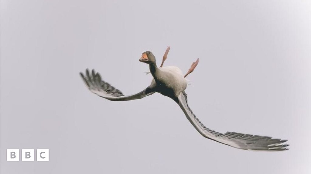 Upside down goose: Dutch photographer captures bird 'showing off' - BBC ...