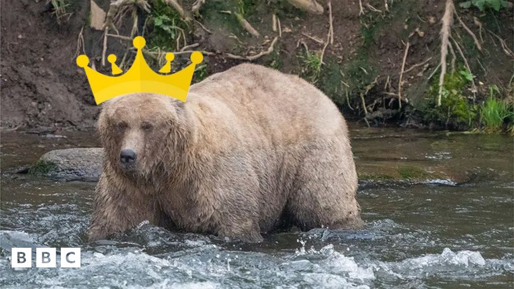 Fat Bear Week: Who was crowned the winner this year? - BBC Newsround