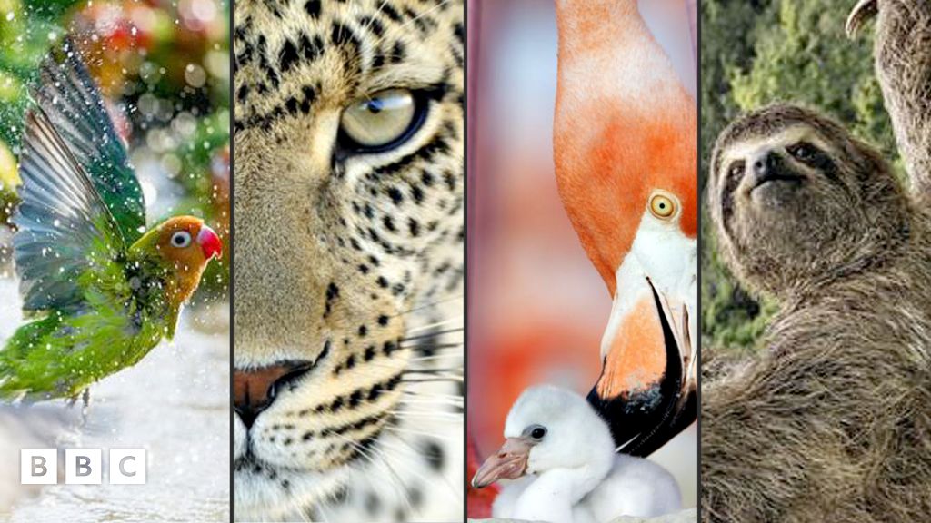 Wildlife Photographer of the Year: Amazing animals - BBC Newsround