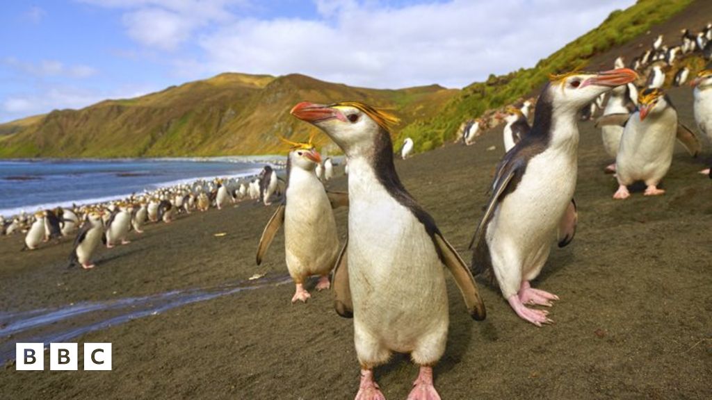 Conservation: Australian marine park to be enlarged to size of Germany ...
