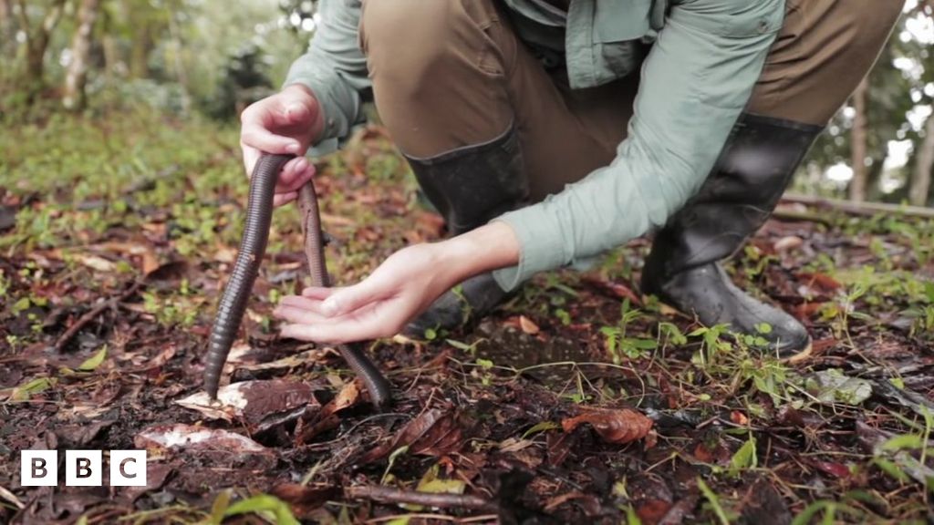 Whopping worm found in Ecuador - BBC Newsround