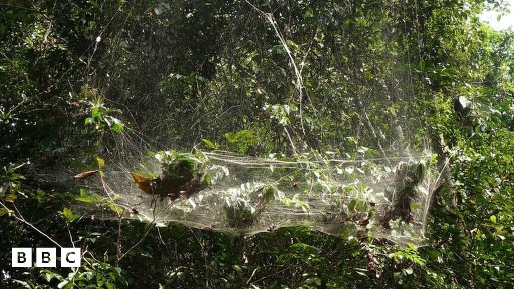 Social spiders found to hunt in packs in giant webs - BBC Newsround