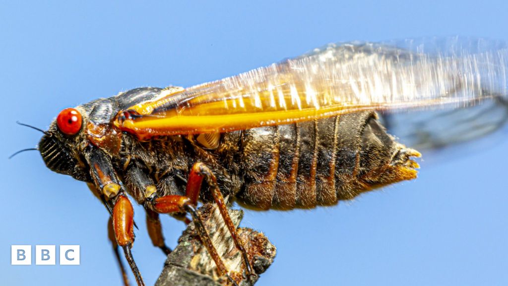 US summer of cicadas: Billions of insects to burst from the ground in ...