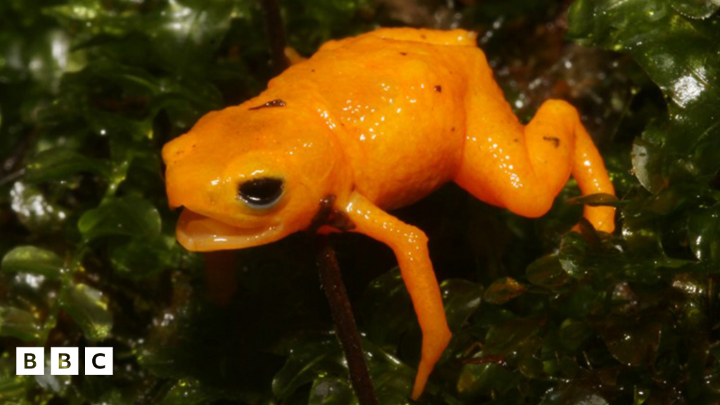 Meet the pumpkin toadlet a new species with glowing bones! - BBC Newsround