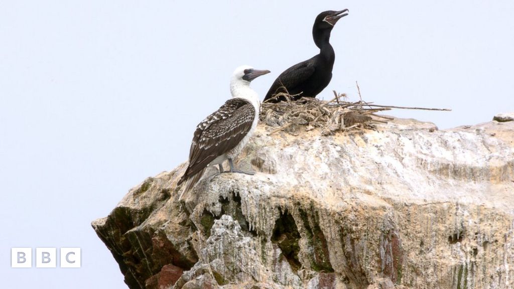 Scientists use 2,200 year old bird poo to reveal history of Andean ...