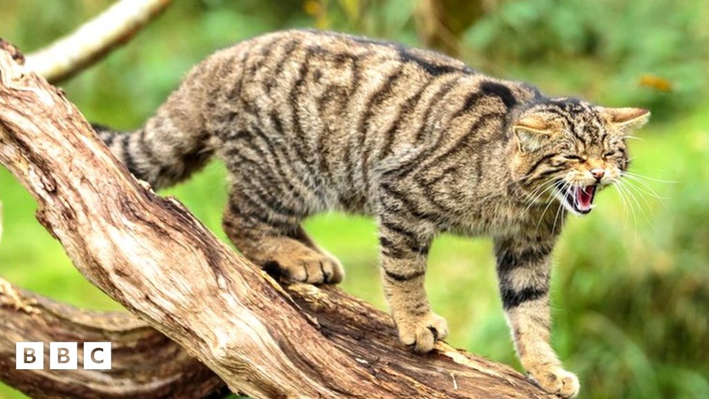Wildcat kittens born in Scotland could save species from UK extinction ...