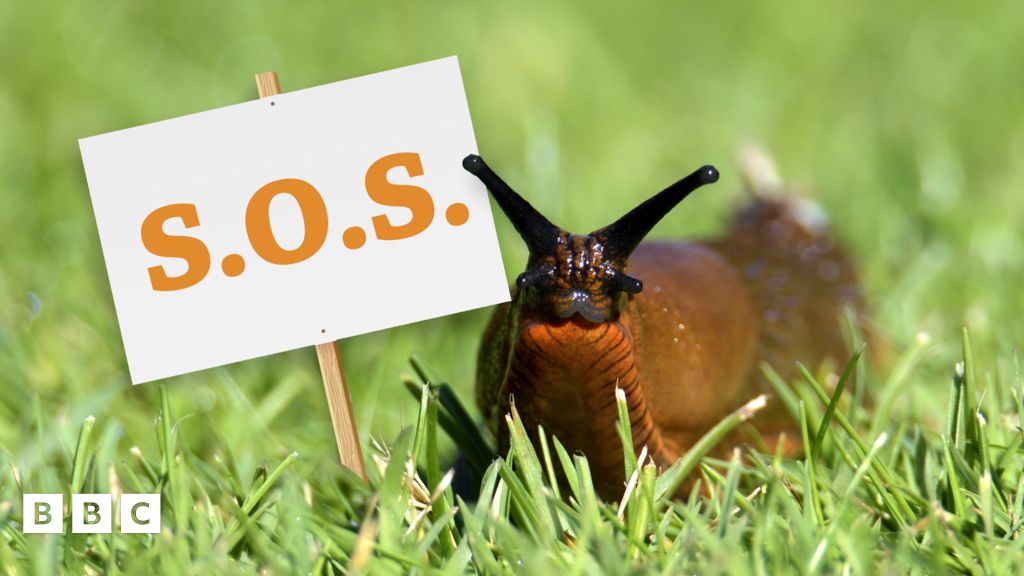 'Save our slugs', says RHS and Wildlife Trust - BBC Newsround