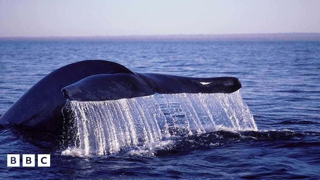 Sea wildlife: Blue whales return home in Indian Ocean after 50 years ...