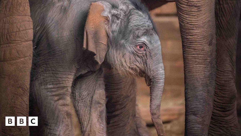 Zoo celebrates birth of rare baby elephant - BBC Newsround