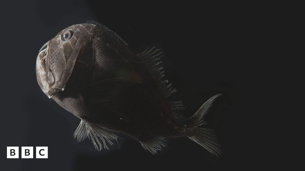 Meet the fish helping humans develop camouflage tech - BBC Newsround