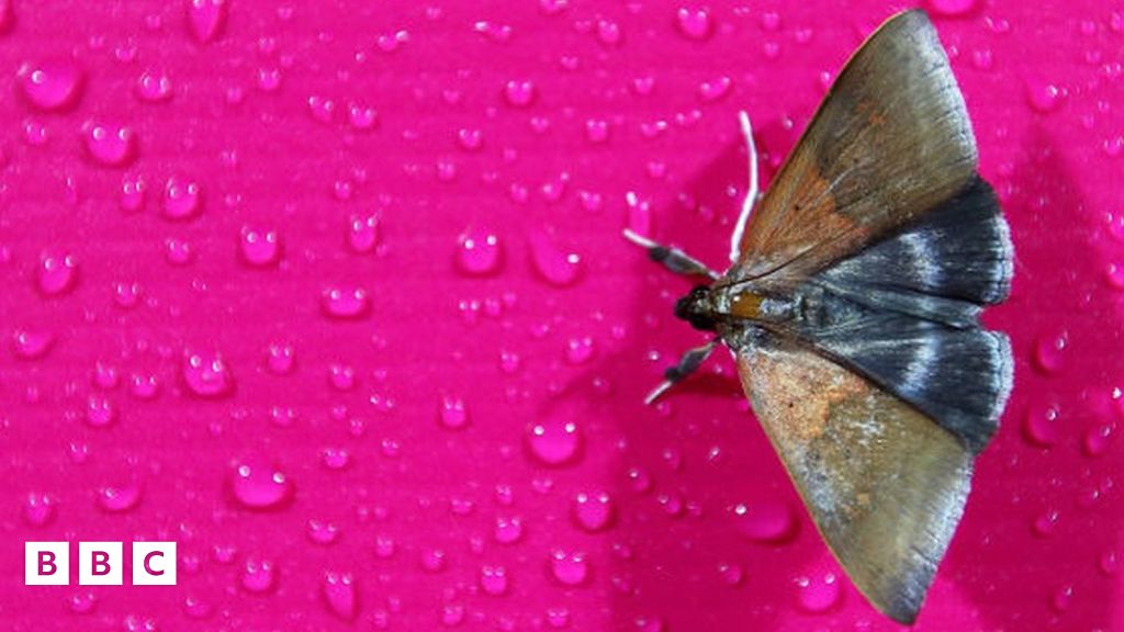 Moths: Campaign launched to change our minds about 'important' insects ...