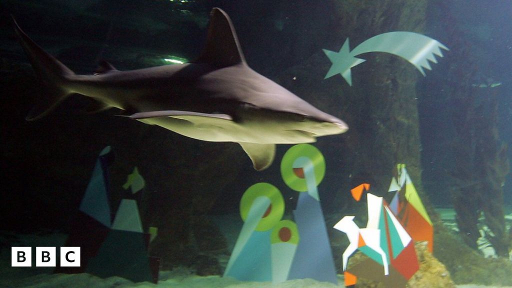 There's some fin odd about this jaw-dropping Nativity! - BBC Newsround
