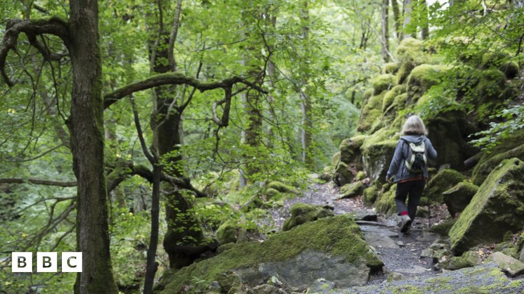 Cynllun plannu coed Cymru yn 'amlwg yn siomedig' - BBC Cymru Fyw