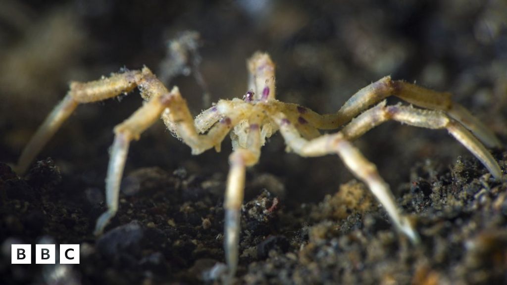 Meet the sea spiders who can re-grow their bottoms! - BBC Newsround