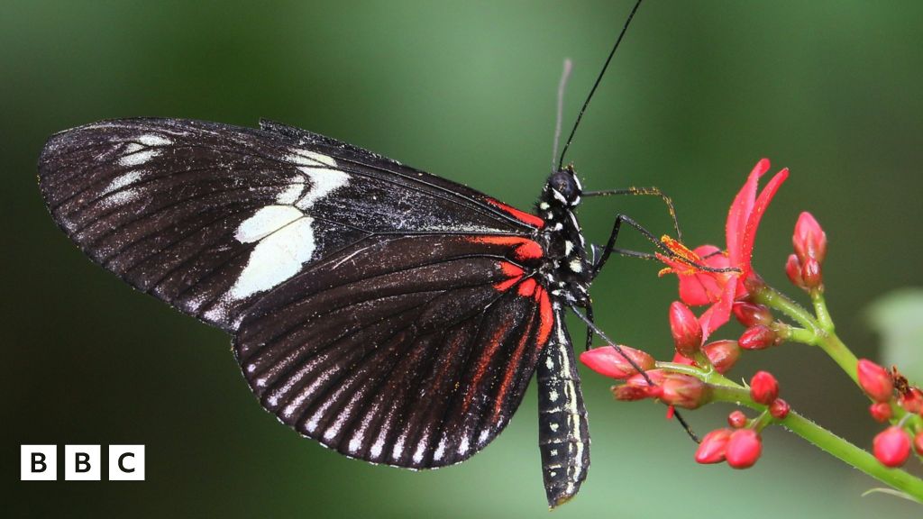Butterflies have good memories when it comes to food, study finds - BBC ...