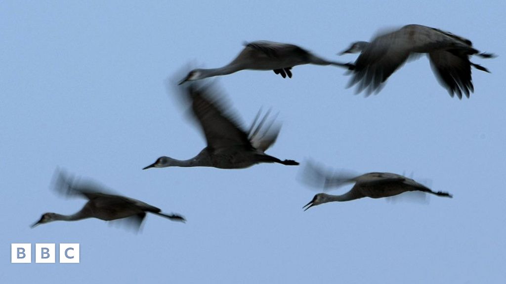 A living map of the Earth's animals created in space - BBC Newsround