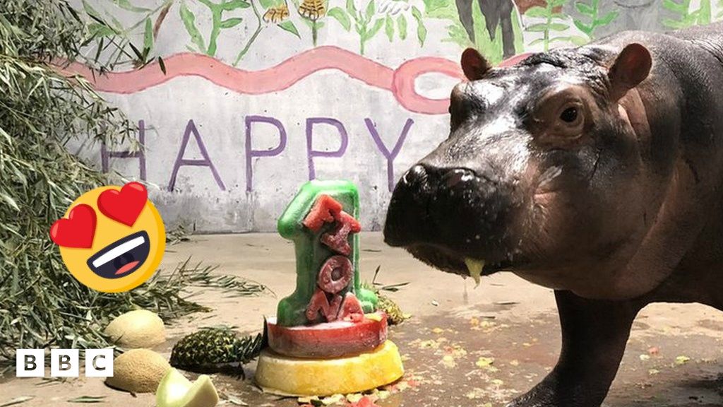 Fiona the hippo celebrates 1st birthday - BBC Newsround