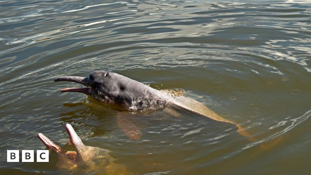 Worldwide wildlife populations decline by nearly 70% - BBC Newsround