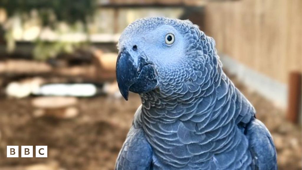 Swearing parrots moved enclosures to help stop their bad language - BBC ...