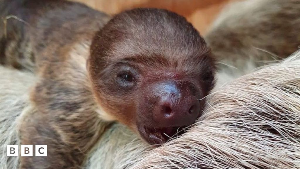 A rare baby sloth has been born at Dudley Zoo! - BBC Newsround