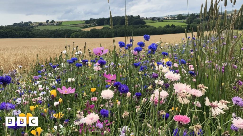 UK's largest wildflower grassland is being planted - BBC Newsround