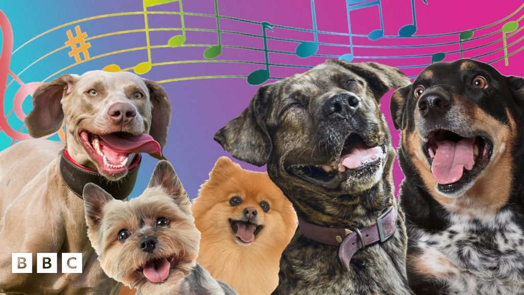 Happy Howlidays: Canine Christmas song released - BBC Newsround