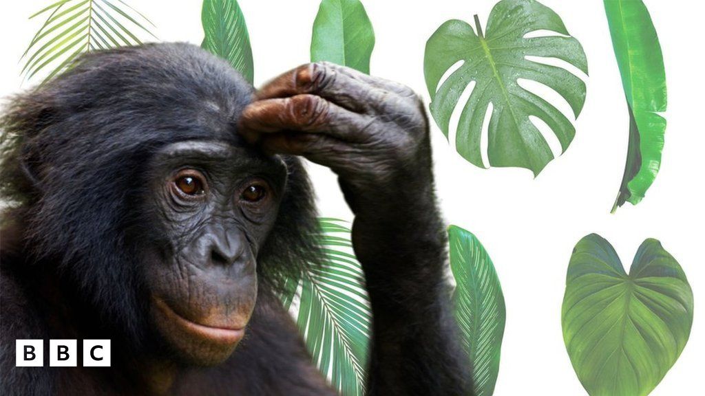 Chimpanzees show others cool things they see, researchers say - BBC ...