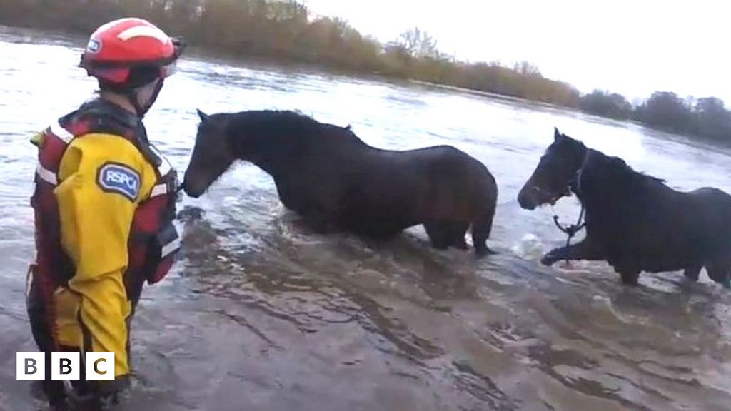 Floods: How is UK wildlife being affected? - BBC Newsround
