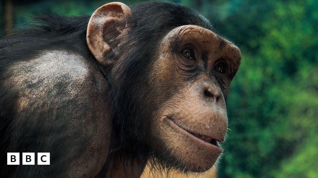It's official - chimps love to boogie! - BBC Newsround