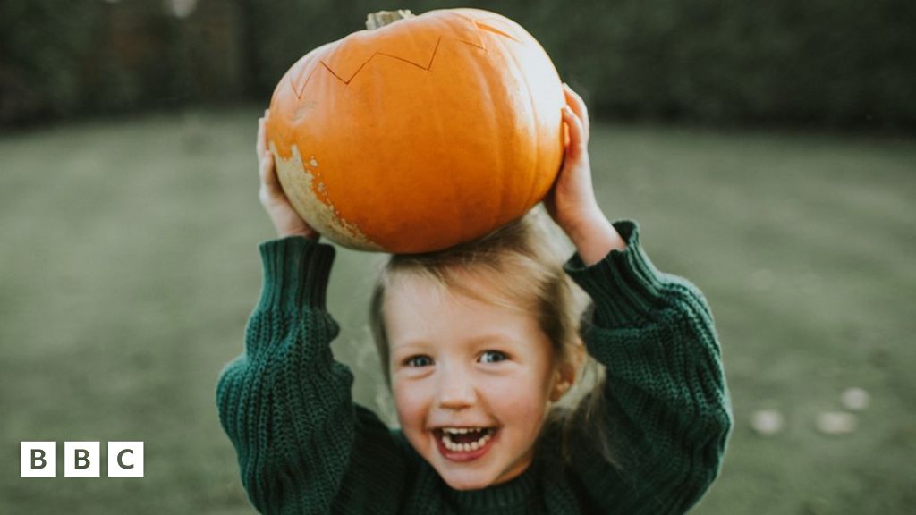 Halloween 2023: Why are pumpkins bigger this year? - BBC Newsround