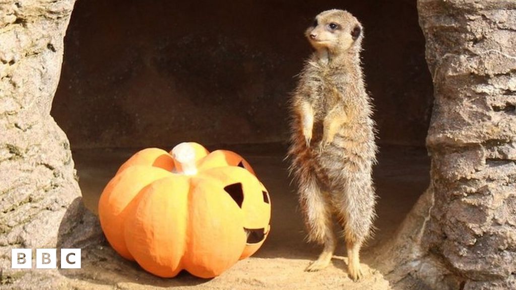 Animals get into the Halloween spooky spirit - BBC Newsround