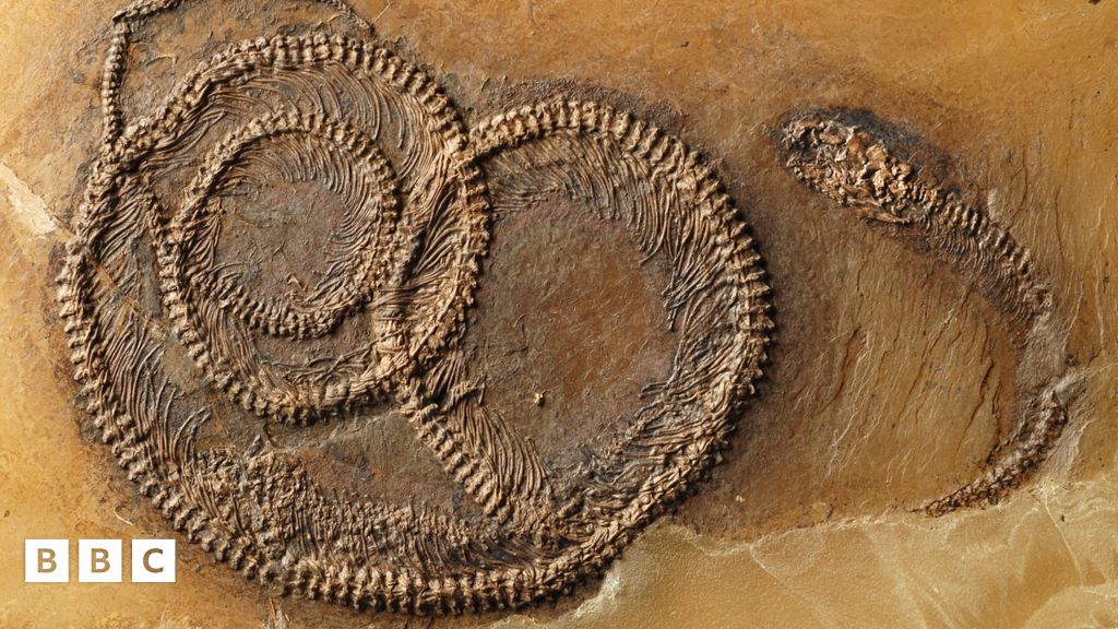 The amazing fossil within a fossil within a fossil! - BBC Newsround