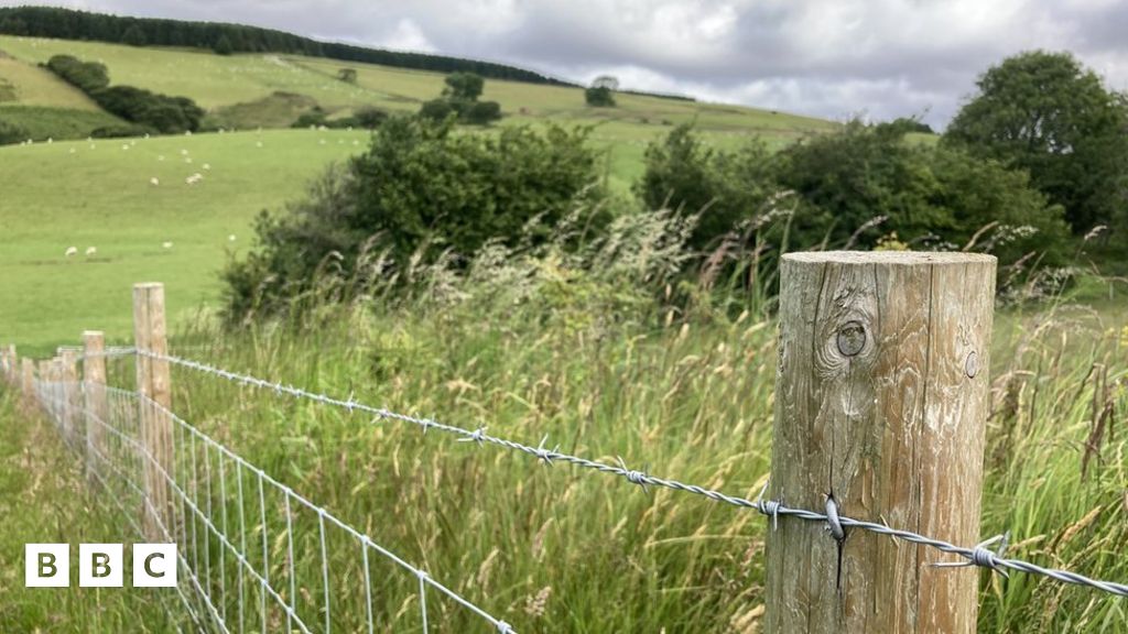 Arweinwyr amaeth yn gwrthod cynllun coed Llywodraeth Cymru - BBC Cymru Fyw
