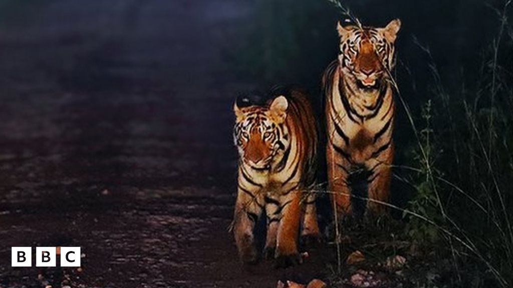 Global Tiger Day: WWF says more needs to be done to protect species in ...